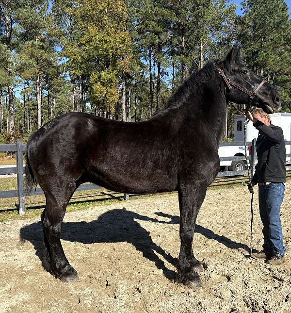 Nice Percheron Gelding