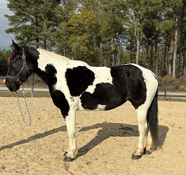 Spotted Draft Mare