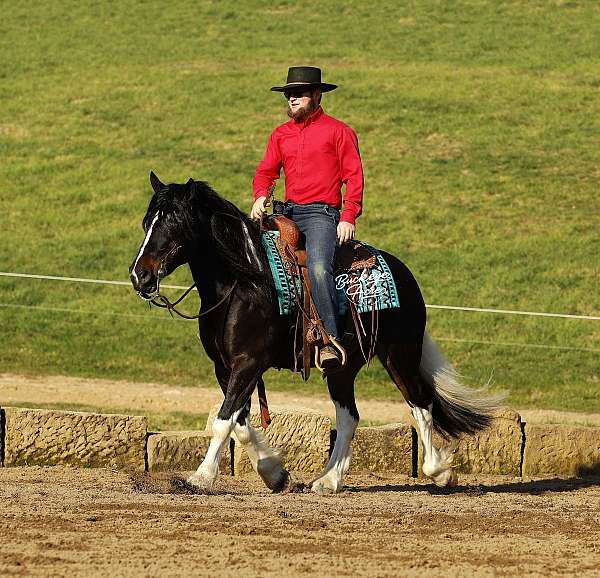 Nacho, a Stunning 2018 Model Gypsy Cross Gelding Who Stands a Strong 14.2 h