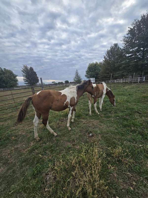 Snip - Dun Tobiano Gelding. Strait From Texas, Sonny Dee Bar, Cougarand