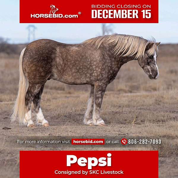 Pepsi - Solid, Dependable, & Kid-Friendly 7 yo Gray Quarter Pony Gelding!