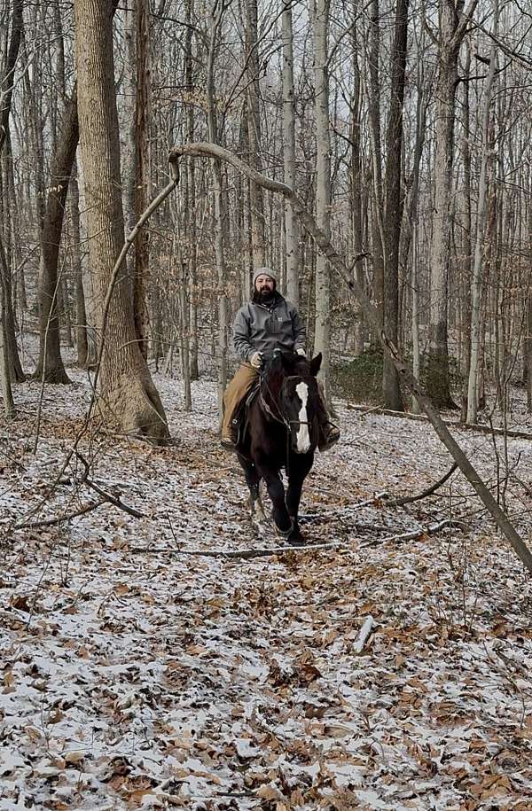 Gorgeous Draft Mare