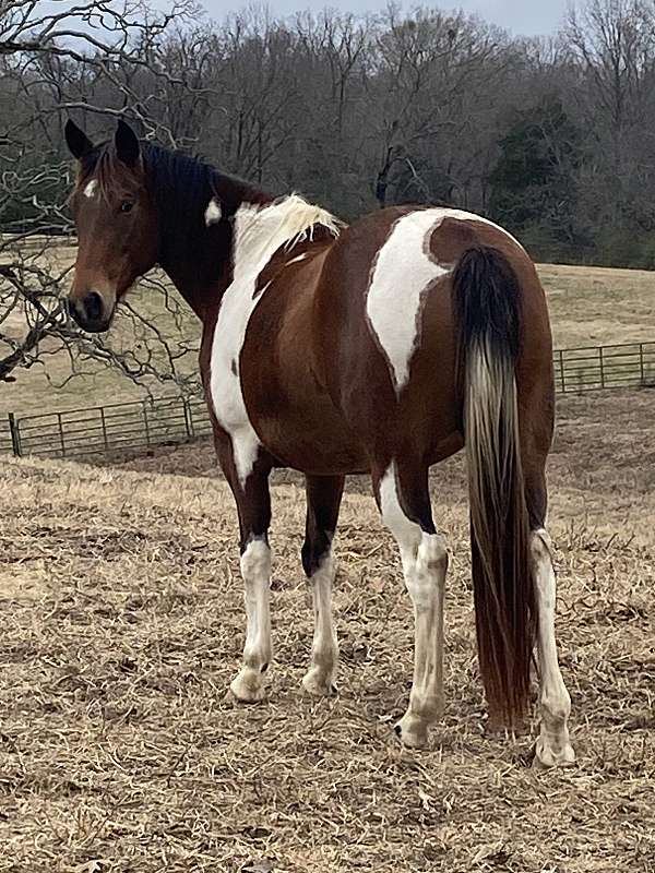 Flashy APHA Tobiano Mare Sired by Guys Payday