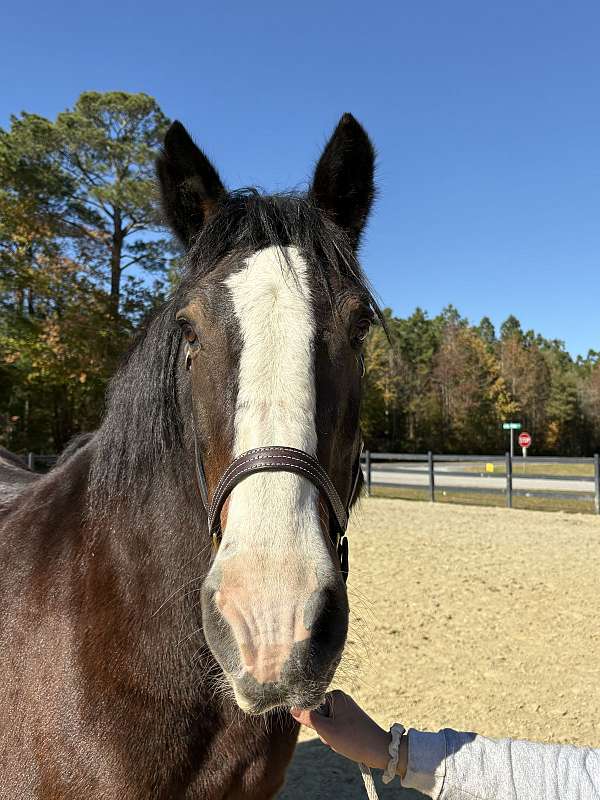 Percheron Cross Mare