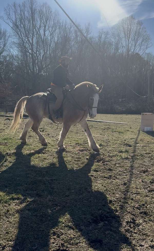 Gorgeous Brabant X Gelding
