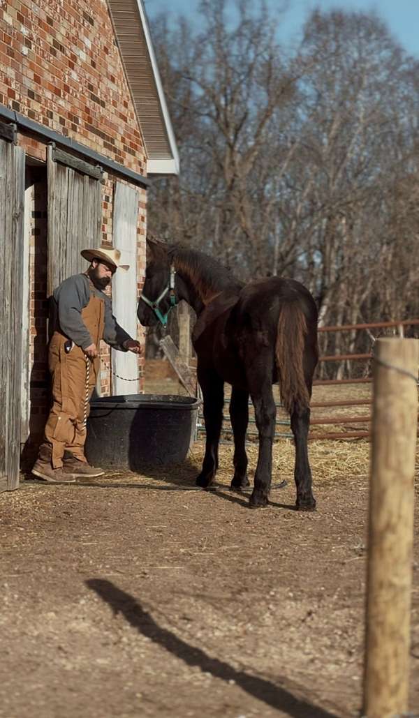 Gorgeous Percheron Colt