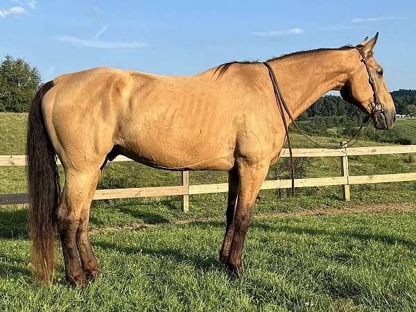 Gentry”..Beautiful 16.2 HH All Around Pleasure/Trail Gelding
