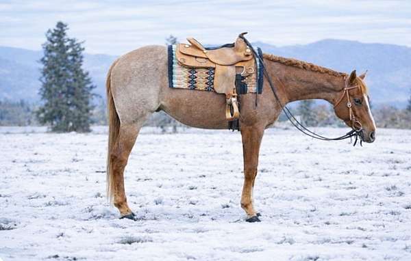 Super Cute All-Around Gelding!