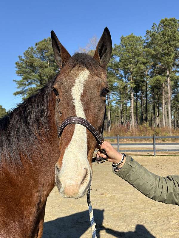 Bay QH Cross