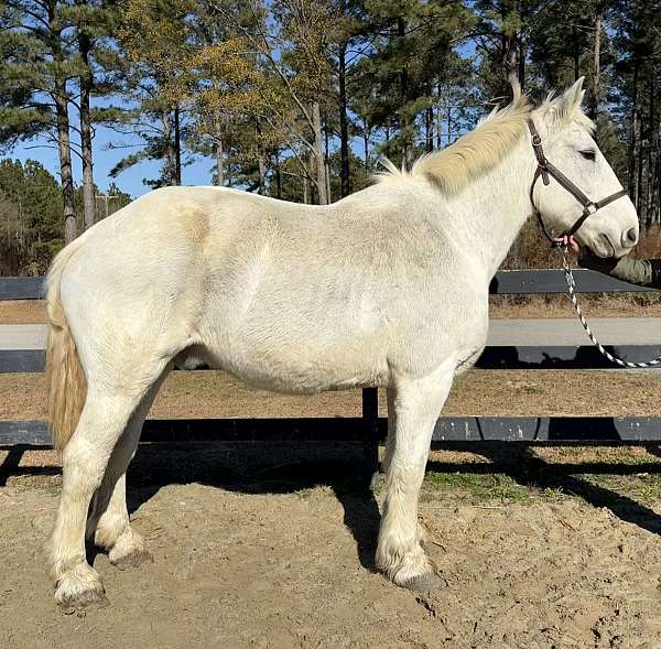 Grey Percheron Gelding