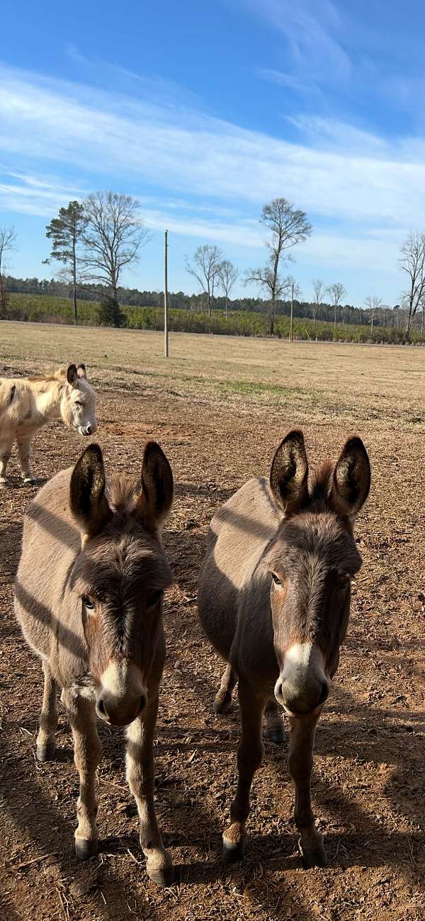 Grey Miniature Donkey-“Jenny”