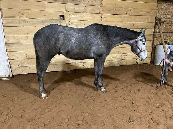 Hunt Seat Gelding