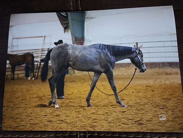 Hunt Seat Gelding