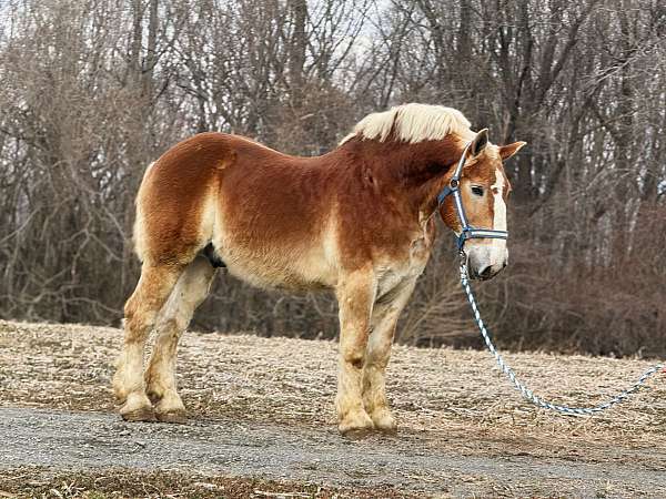 Lovely Belgian Gelding