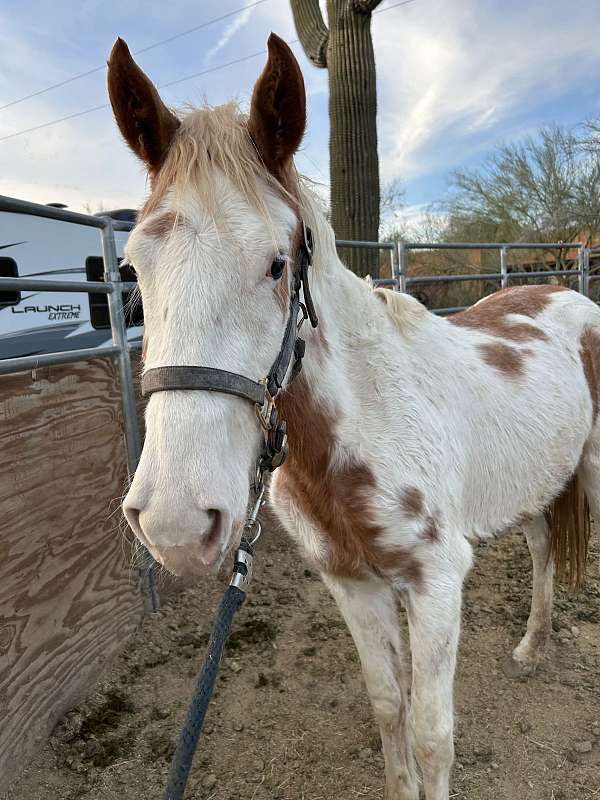 Two-Year-Old Grade Paint Filly
