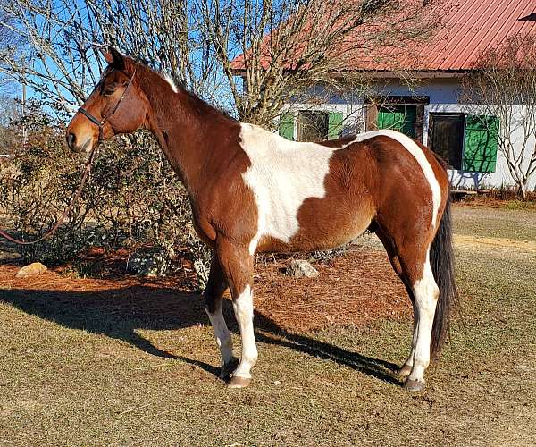 Artist Assets "Scout" Reg Quarter Horse Tobiano Gelding