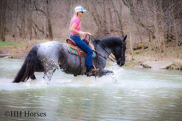 Big Pretty Registered True Blue Roan Friesian Sport Horse Mare Ride & Drive