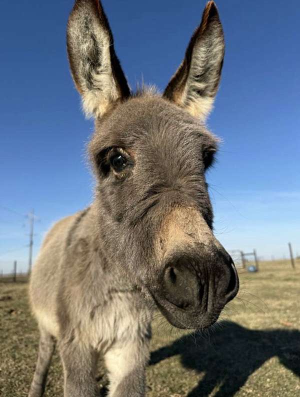 Miniature Donkey