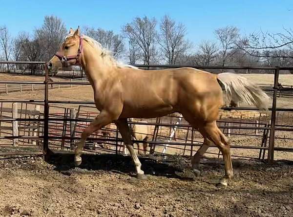 Tall & Elegant AQHA/PHBA Palomino Yearling Gelding