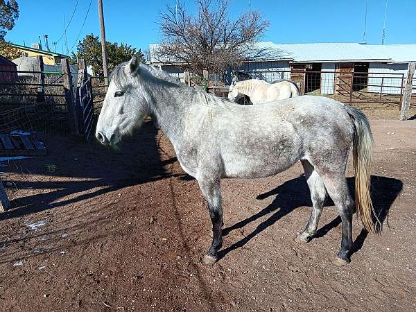 Lipizzan Mare With Excellent Temperament