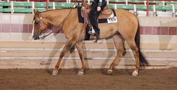 Western Pleasure Mare for On Site Lease or Sale