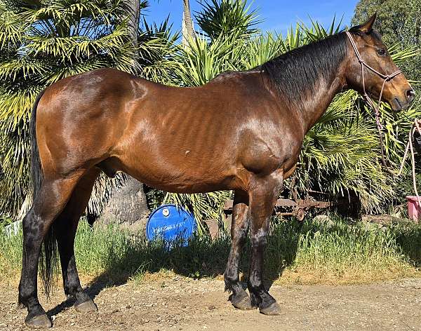 Big Bay Gelding