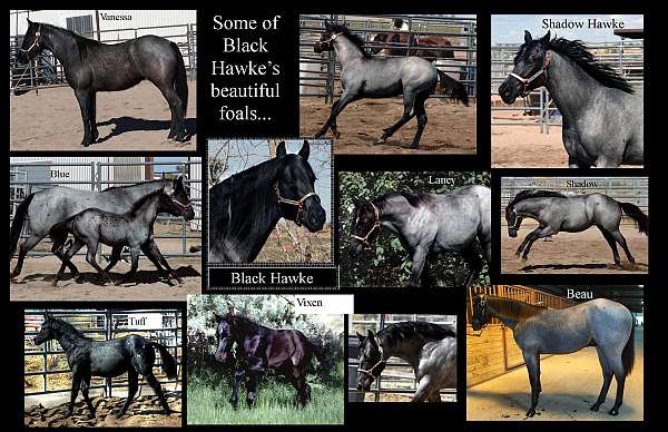 Homozygous Blue Roan, Black , Blue Roan Stallion