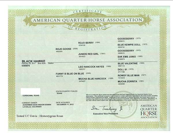 Homozygous Blue Roan, Black , Blue Roan Stallion