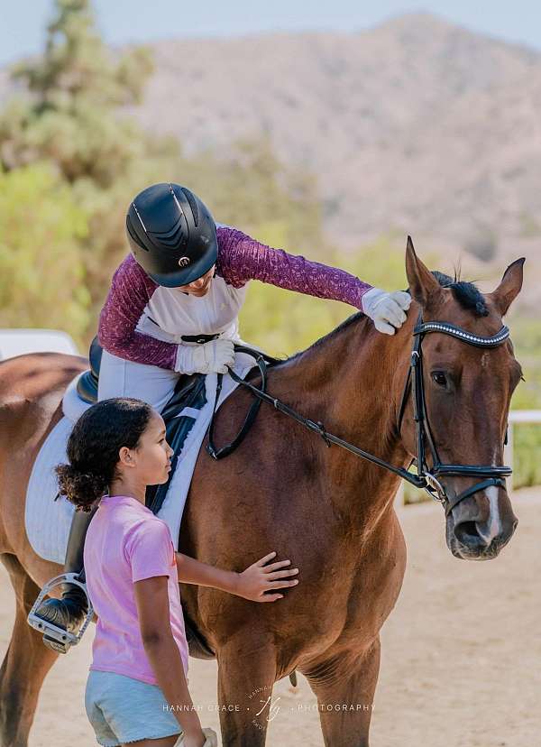 Boarding, Training, and lesson Stables