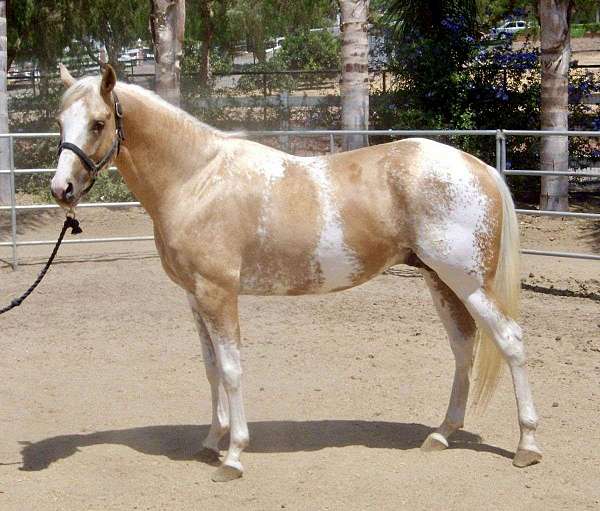 Rare Colored Thoroughbred Stallion at Stud in Sage, CA