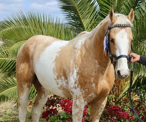Rare Colored Thoroughbred Stallion at Stud in Sage, CA