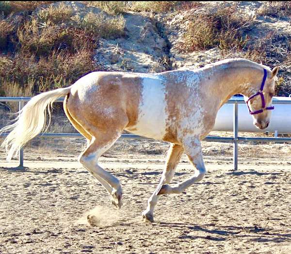 Rare Colored Thoroughbred Stallion at Stud in Sage, CA