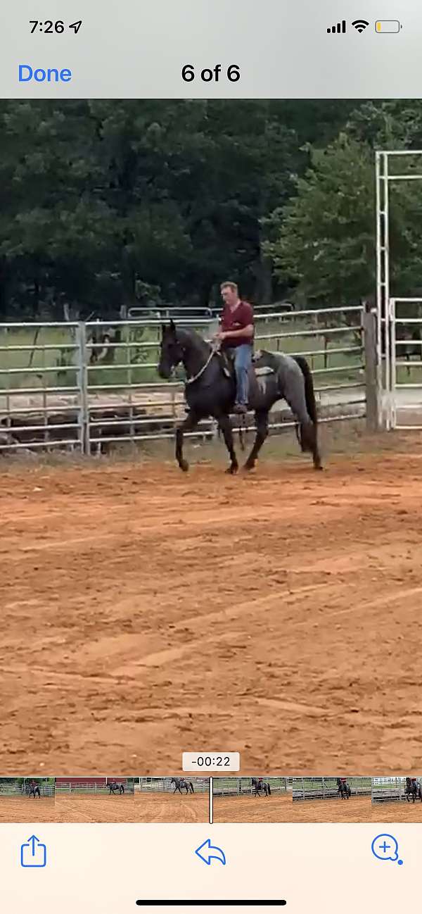 Blue Roan Rocky Mountain stallion