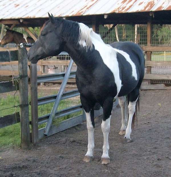 APHA Black and White STUD Service
