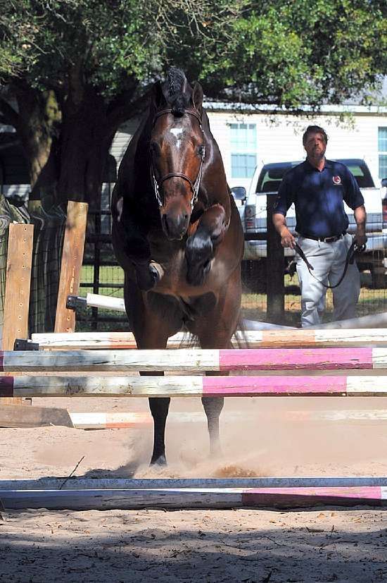 LeAndros - Lifetime Approved AWR Stallion by LeSanto