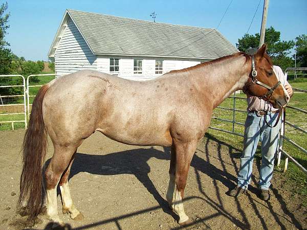 AQHA Red Roan Stallion