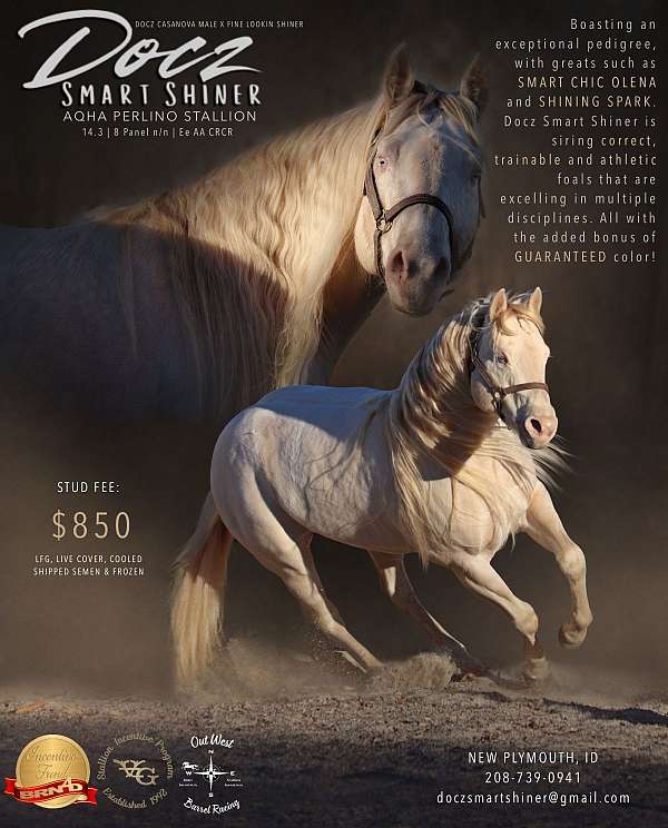 Docz Smart Shiner AQHA Perlino at stud