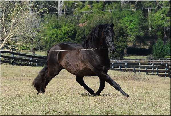 BLACK PRE Pure Spanish Breathtaking, Baroque Andalusian