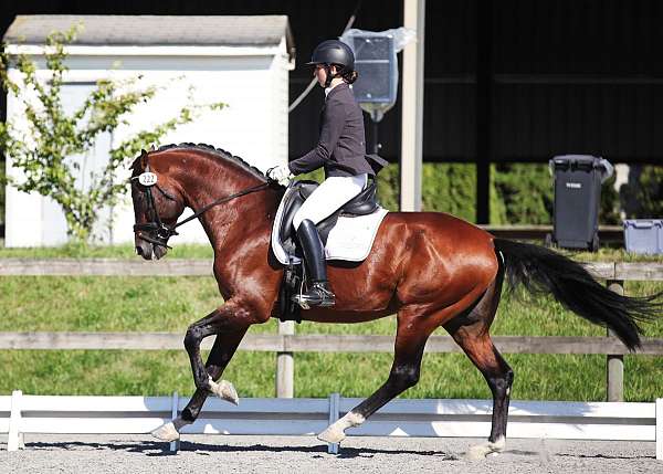 LaBamba SE Amateur Friendly Warmblood Dressage/Jumper Stallion