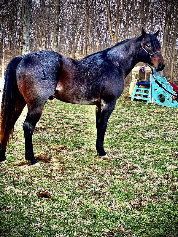 Bay roan stallion