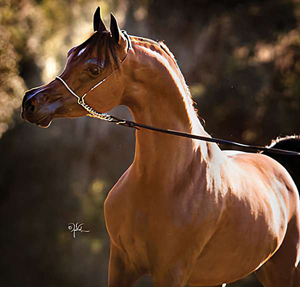 Exotic Beautiful Arabian Stallion