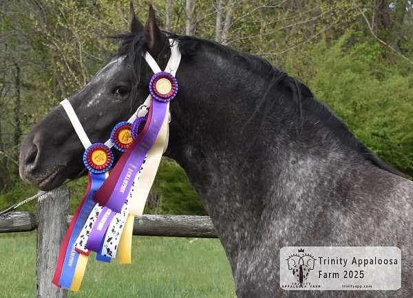 One of a Kind Ee Lplp Undefeated Ashda Stallion