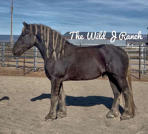 Silver Dapple Friesian x Belgian/Gypsy Stallion