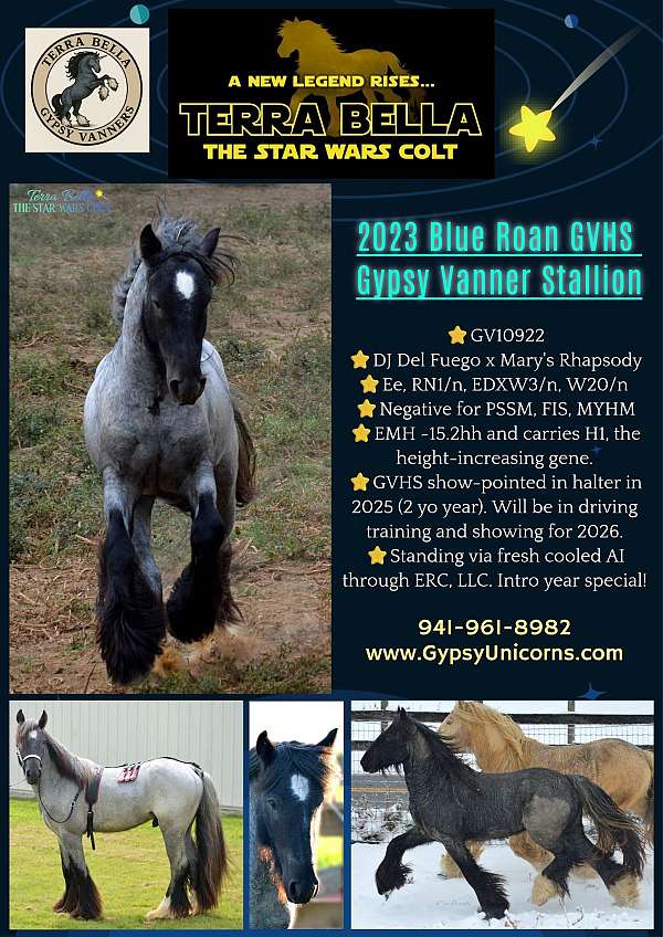 Tall, stunning blue roan gypsy vanner stallion