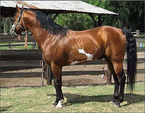 STUD SERVICE! Foundation Bred Stallion!