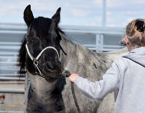 Homozygous blue roan, black , blue roan stallion