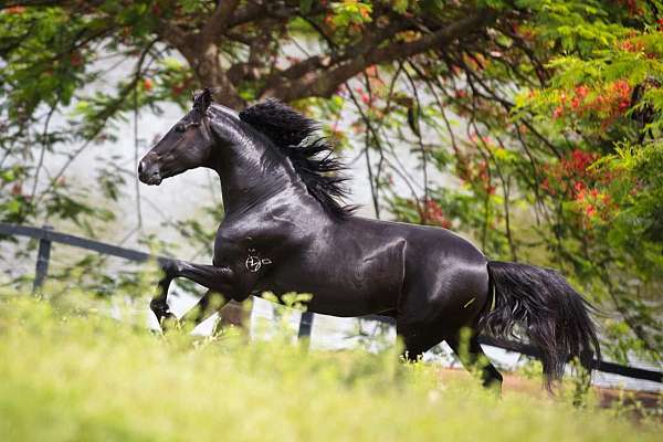 Imported Frozen Semen