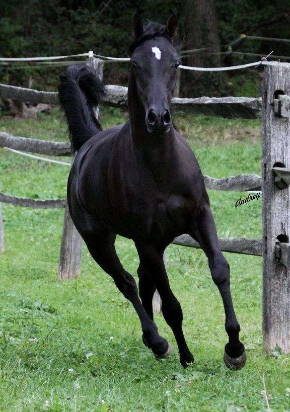 Black Arabians (Fillies &, Mares,)