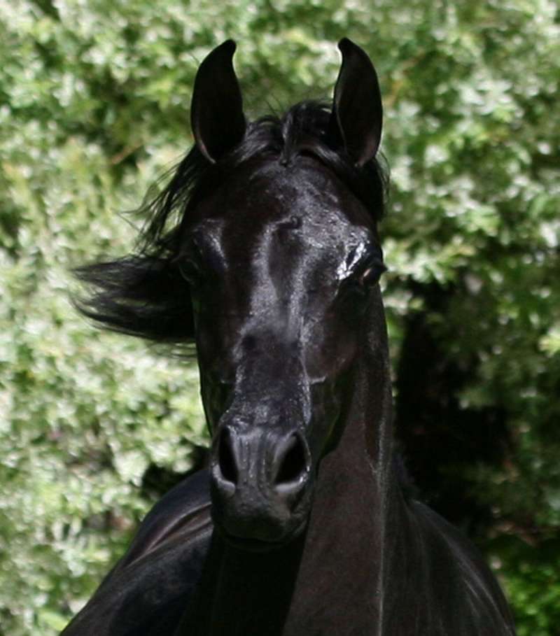 Black Arabians (Fillies &, Mares,)