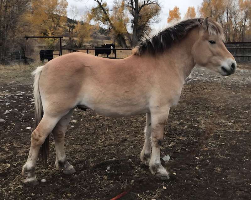 EquineNow Horses for Sale